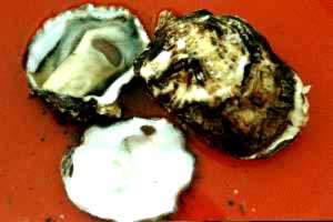 Раковина устрицы | Центр тибетской медицины КУНПЕН ДЕЛЕК